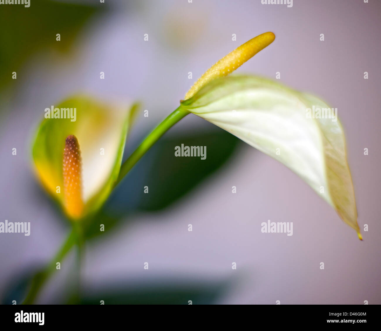 Plant leaf stem hi-res stock photography and images - Alamy
