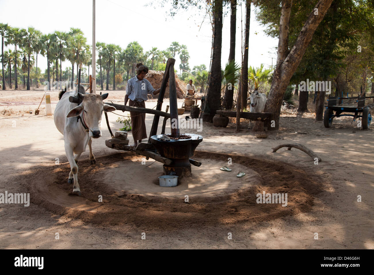 Grinding mill ox hi-res stock photography and images - Alamy
