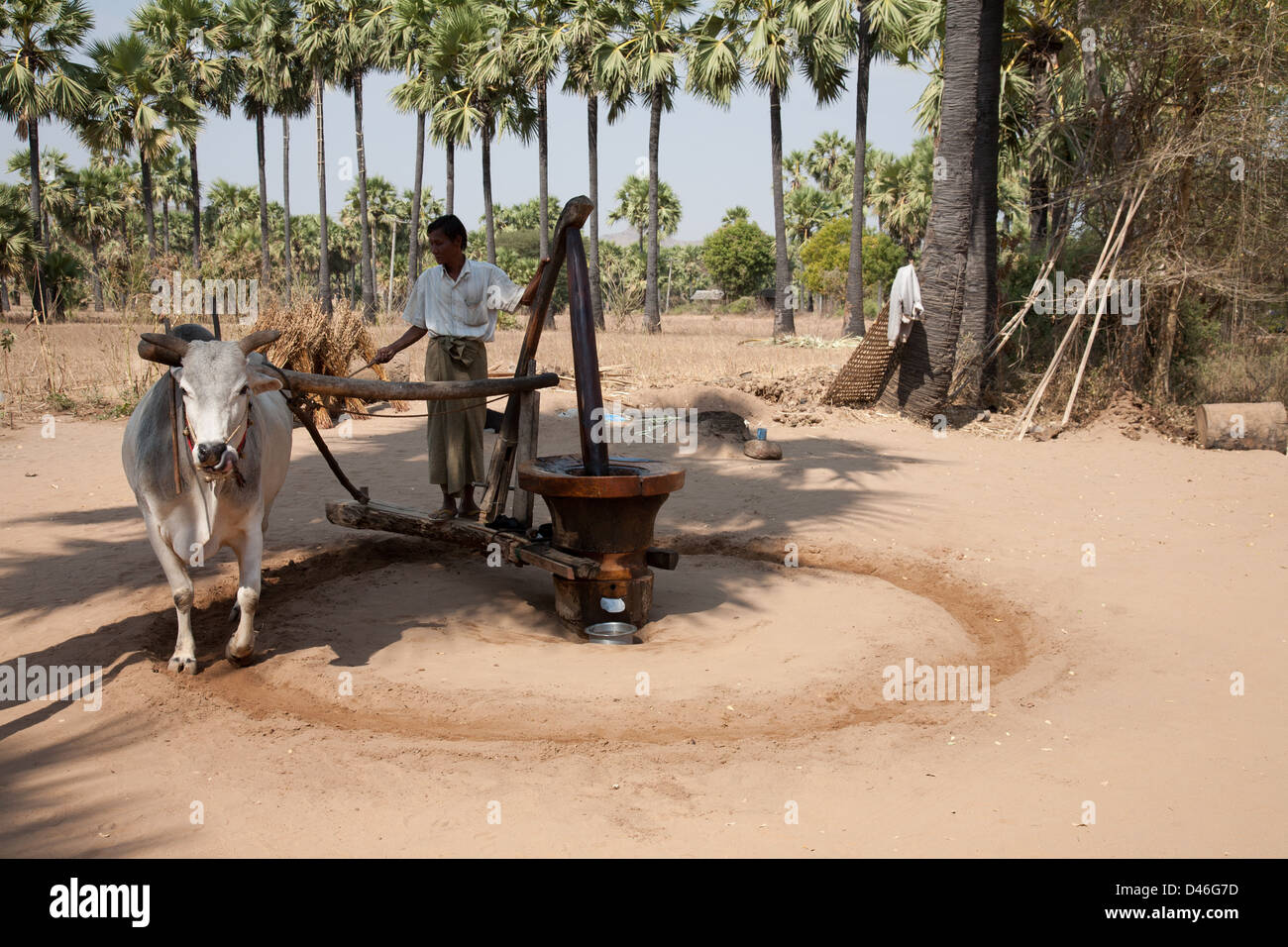 Peanut oil making with an ox and mill grinding the nuts Stock Photo - Alamy