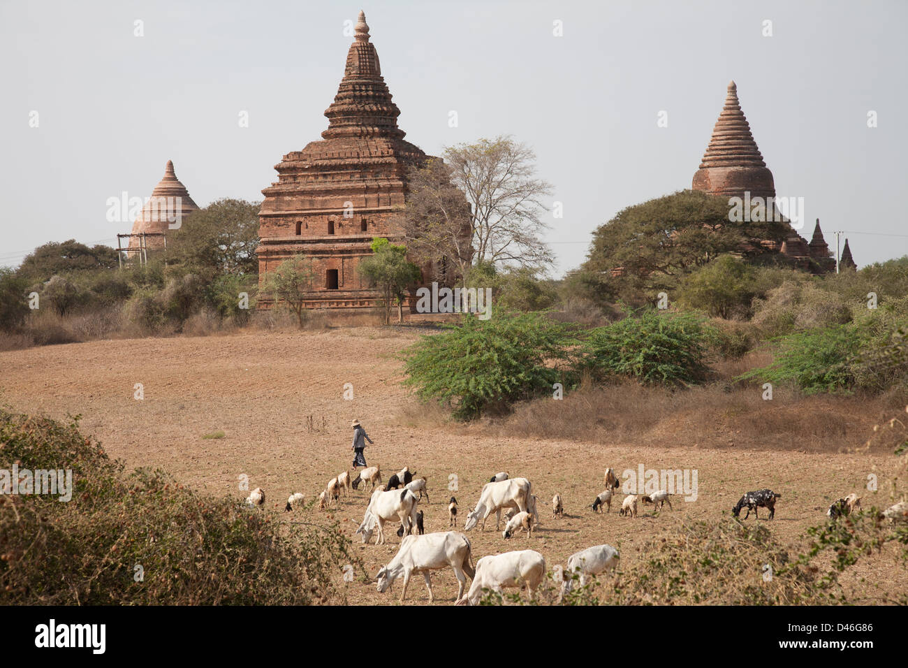 Goat temple hi-res stock photography and images - Alamy