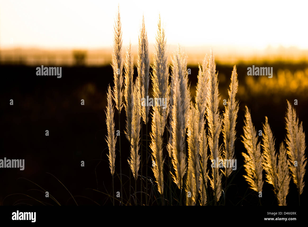 Leaves of grass of the pampa on Sky Stock Photo - Alamy