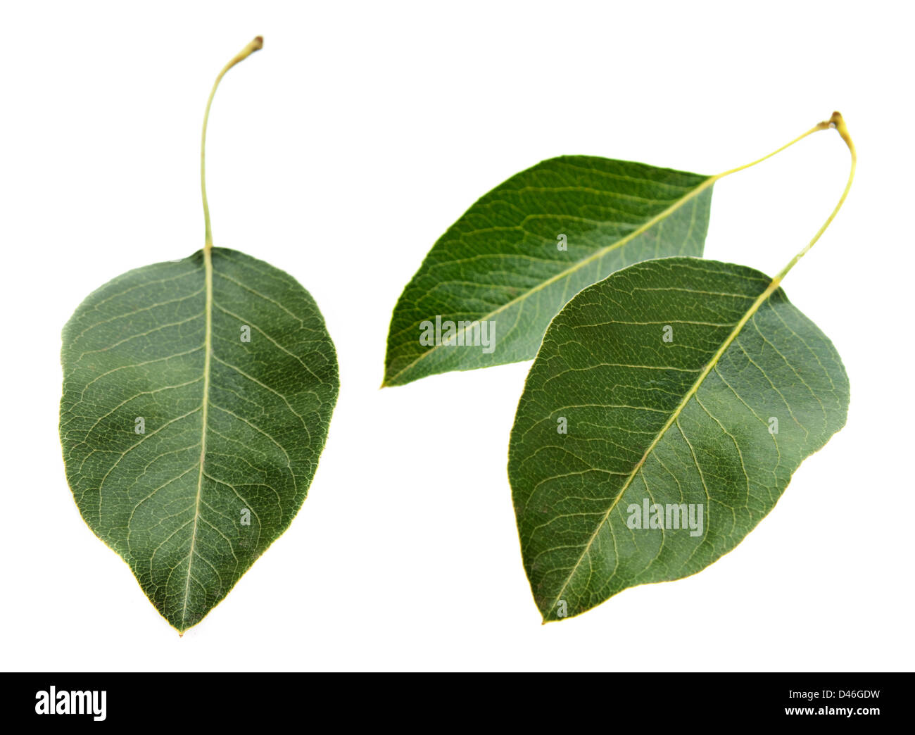 Leaf set hi-res stock photography and images - Alamy