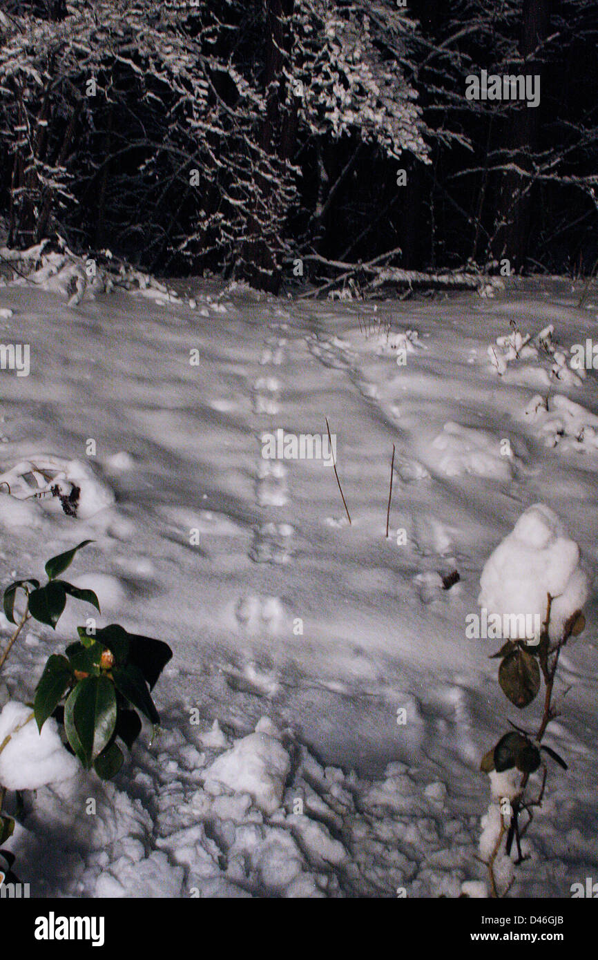 Rabbit tracks in the snow Stock Photo - Alamy