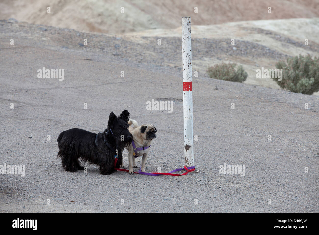 Two dogs bound to a pole Stock Photo - Alamy
