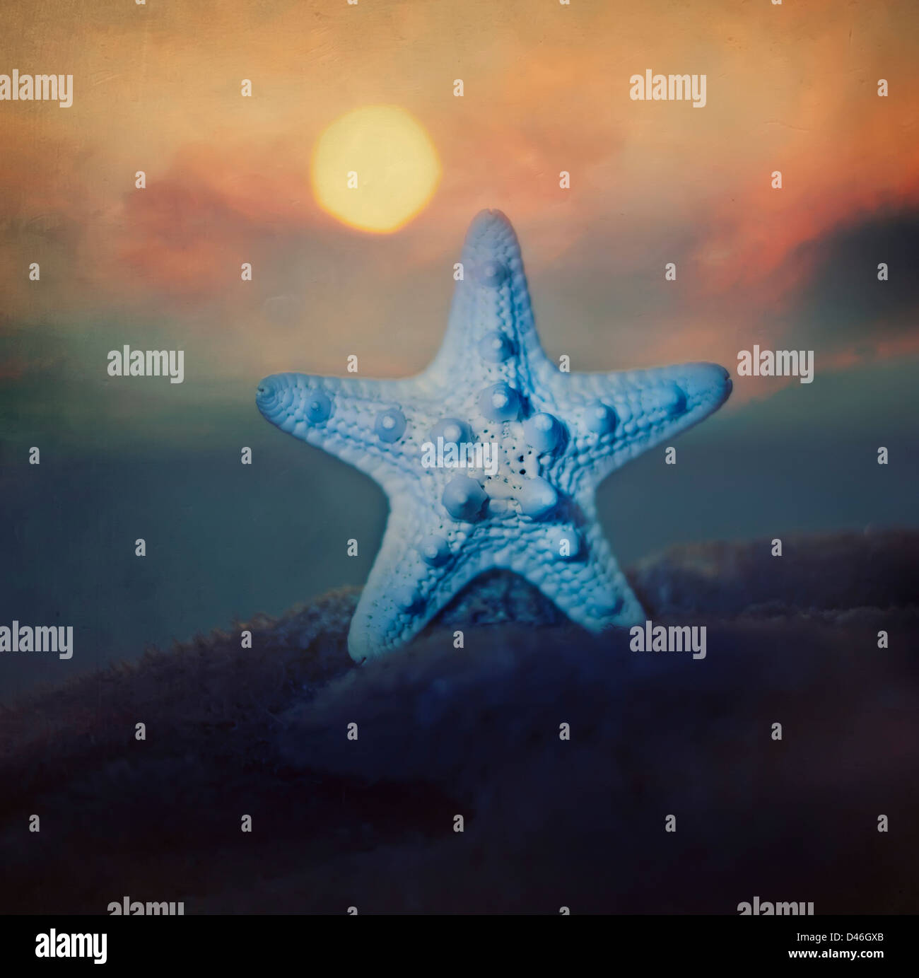Starfish on a sea sponge in front of a sunset Stock Photo - Alamy