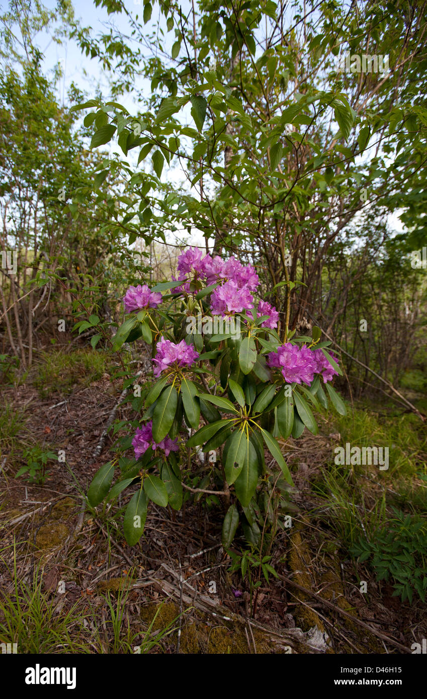 A Rhododendron bush in bloom Stock Photo - Alamy