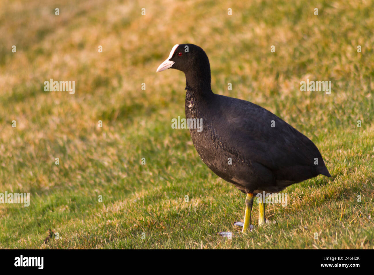 Wildlife in nature mallard hi-res stock photography and images - Alamy