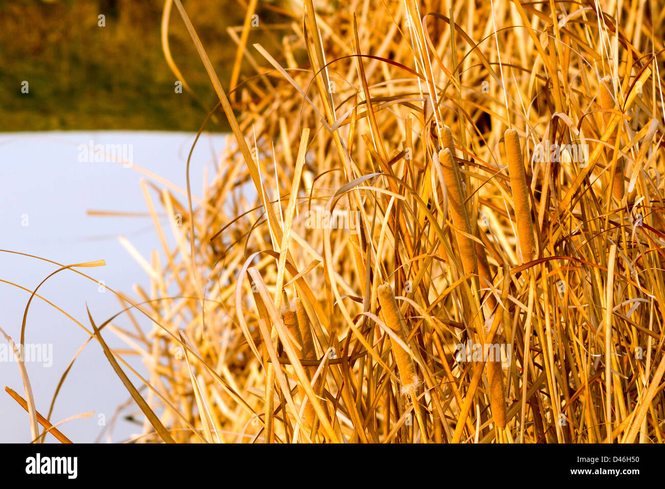 Reeds near beautiful lake hi-res stock photography and images - Alamy