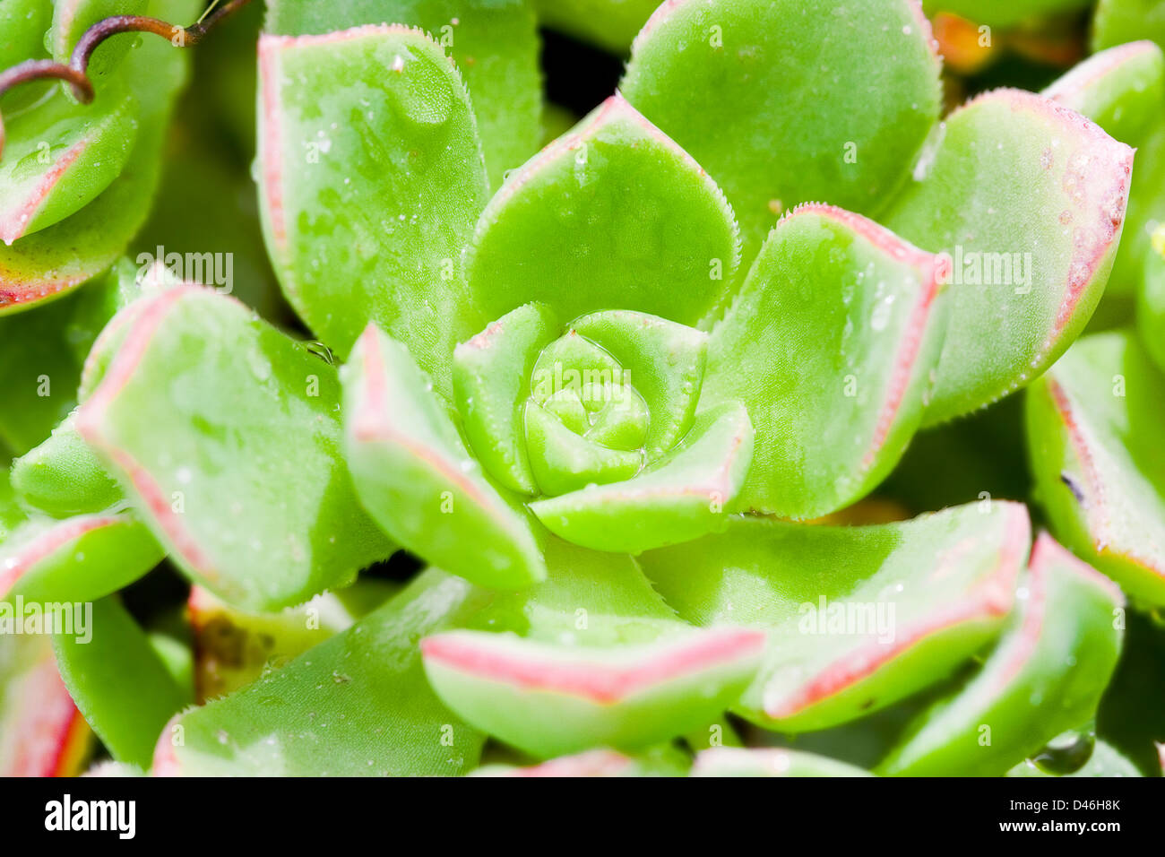 Green cactus plant after a rain (closeup Stock Photo - Alamy