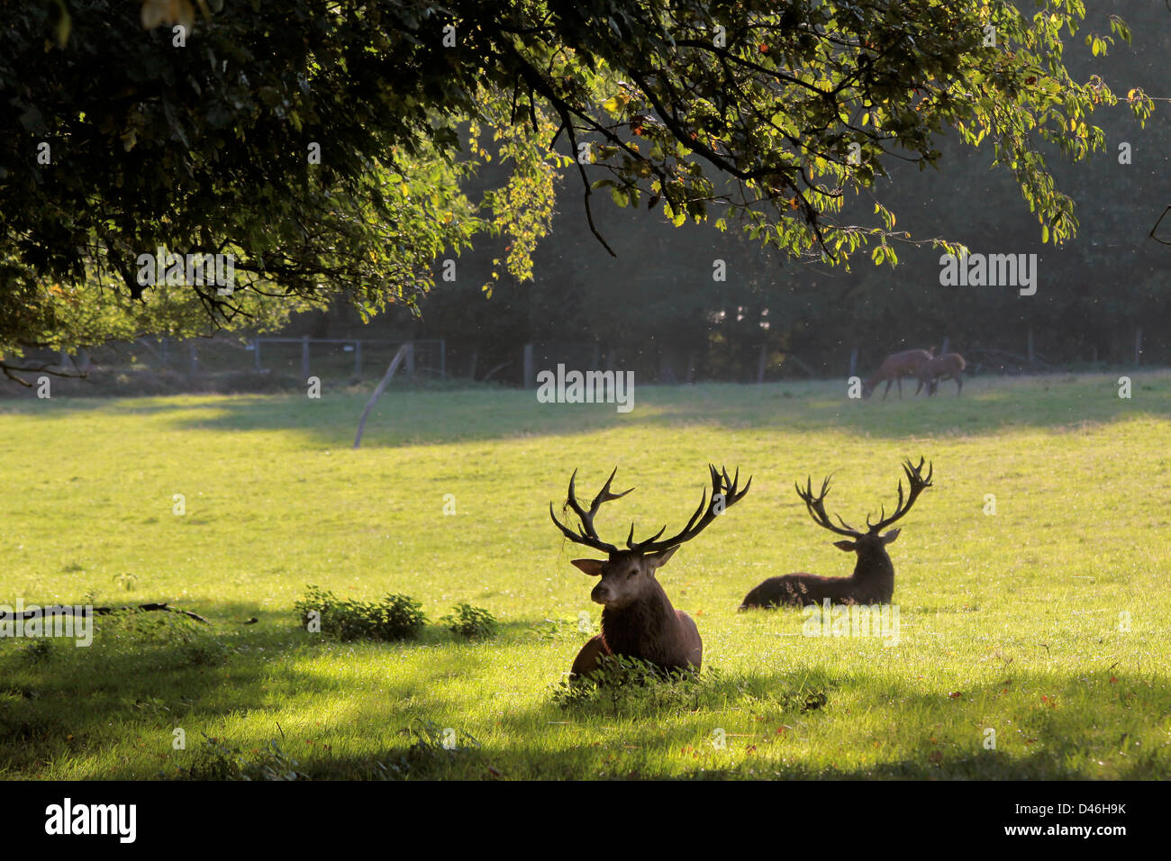 Deer Forest High Resolution Stock Photography and Images - Alamy