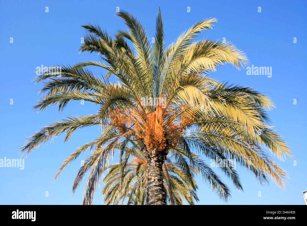 Nice tree france hi-res stock photography and images - Alamy