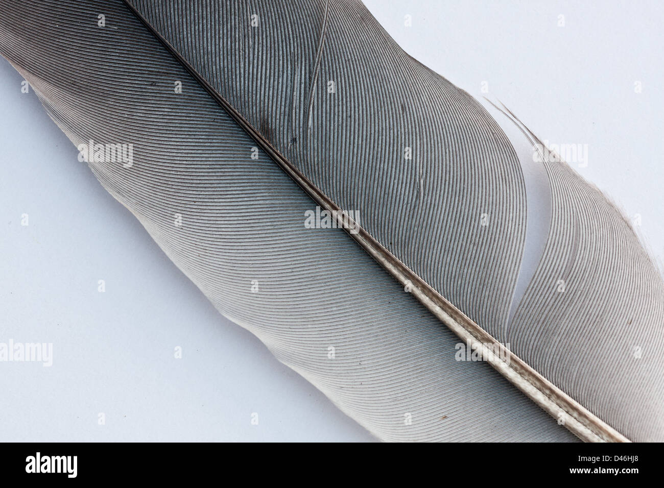 Pigeons feather hi-res stock photography and images - Alamy