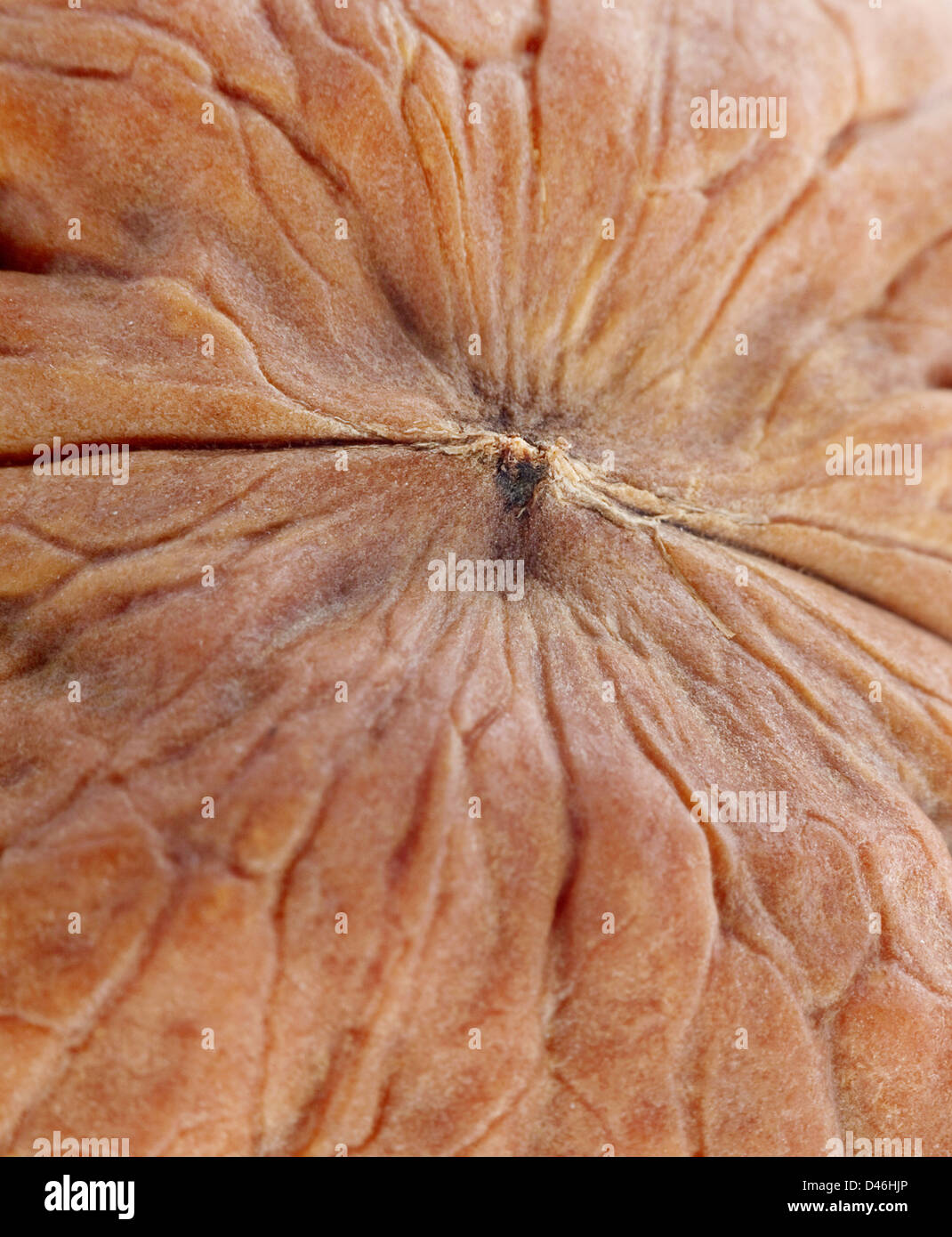 Giant walnut macro view background Stock Photo - Alamy