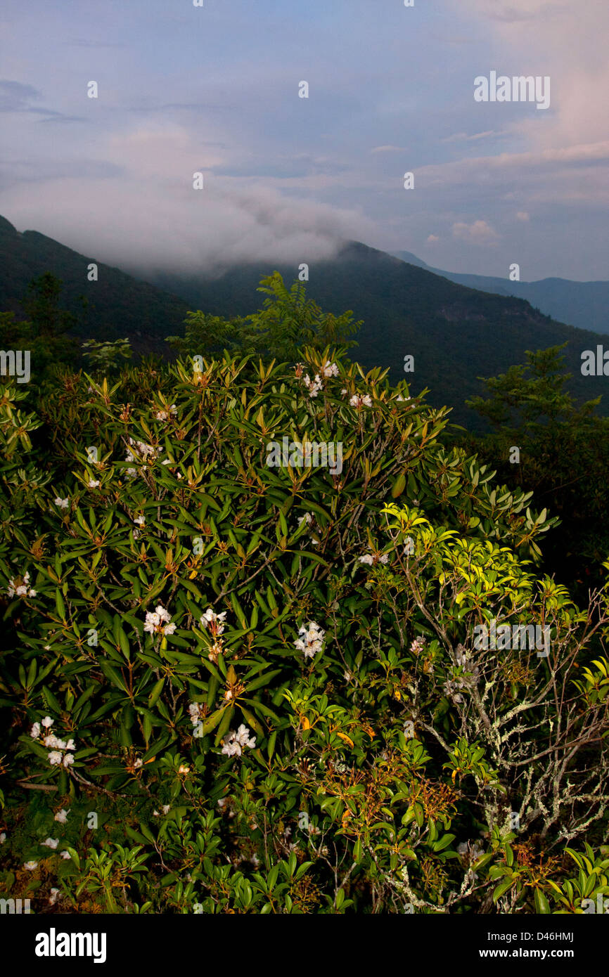 Mountain laurel blue ridge parkway hi-res stock photography and images ...