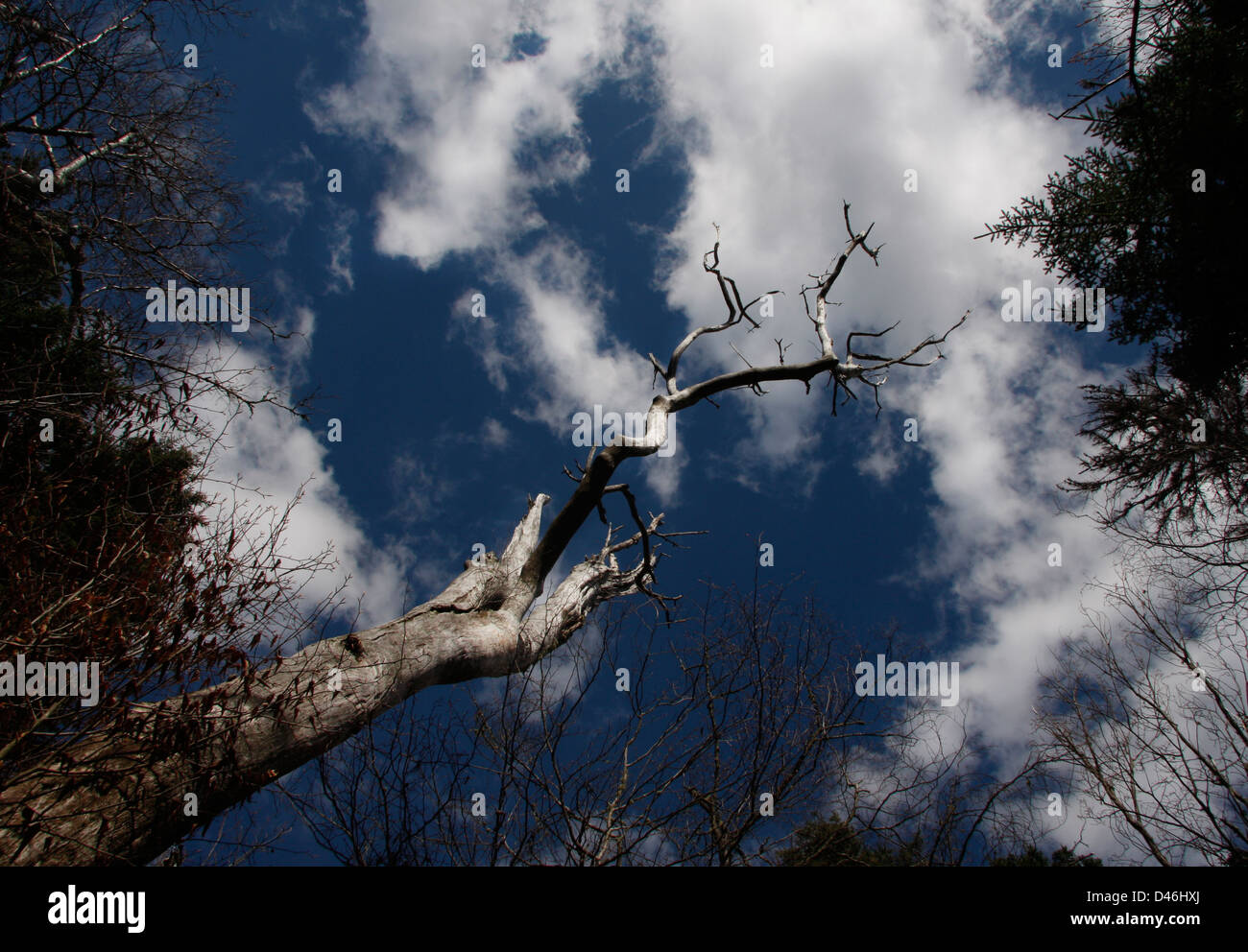 Dead tress hi-res stock photography and images - Alamy