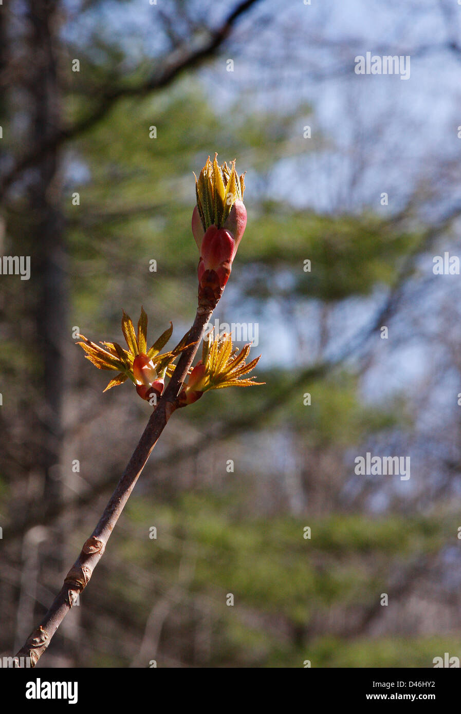 Springtime buckeye tree bud Stock Photo - Alamy