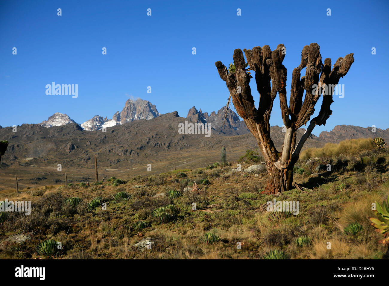 Giant Groundsel Dendrosenecio tree on the slope of Mount Kenya Stock ...