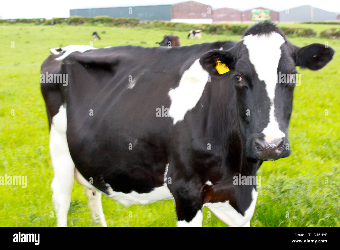 Northern cattle market hi-res stock photography and images - Alamy