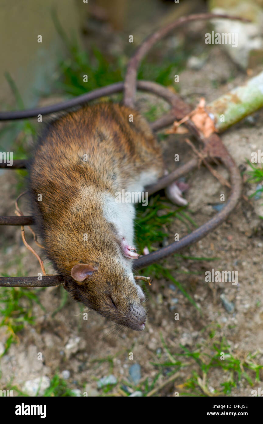 Dead brown rat on farm Stock Photo - Alamy