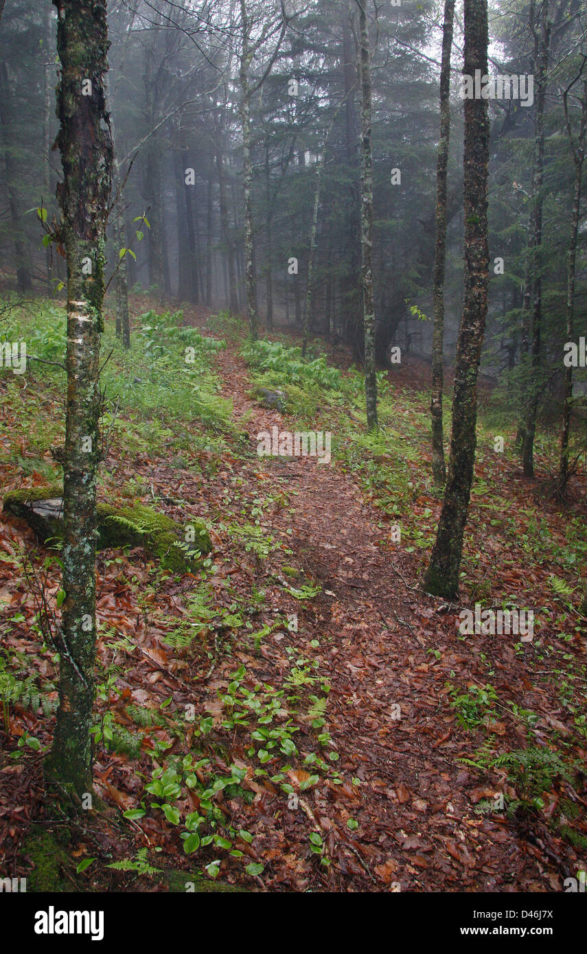 A trail in a foggy forest Stock Photo - Alamy