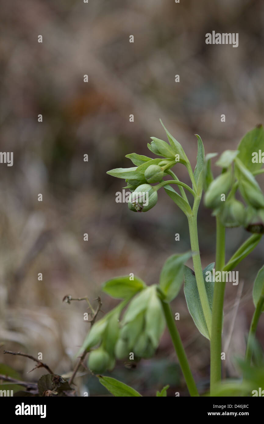 Wild hellebore flower hi-res stock photography and images - Alamy