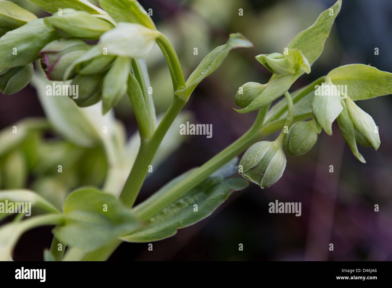 Wild hellebore flower hi-res stock photography and images - Alamy
