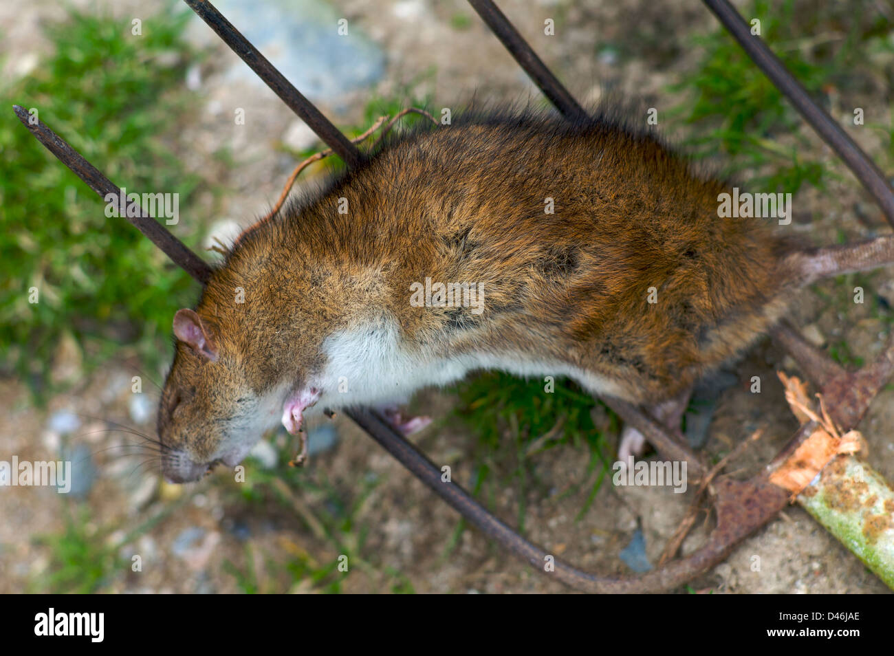 Dead rat hi-res stock photography and images - Alamy