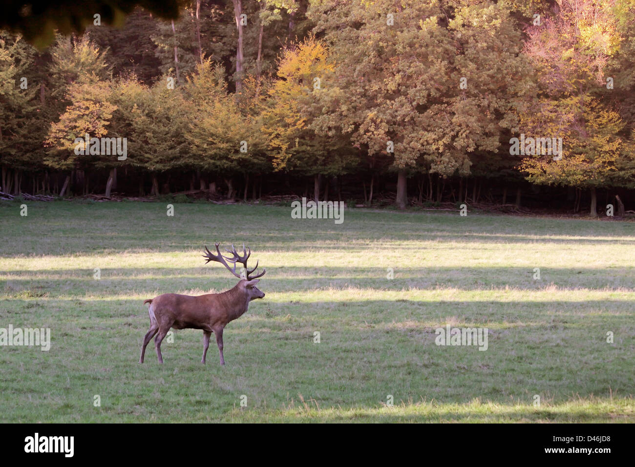 Male red deer in a forest clearing during the rutting Stock Photo - Alamy