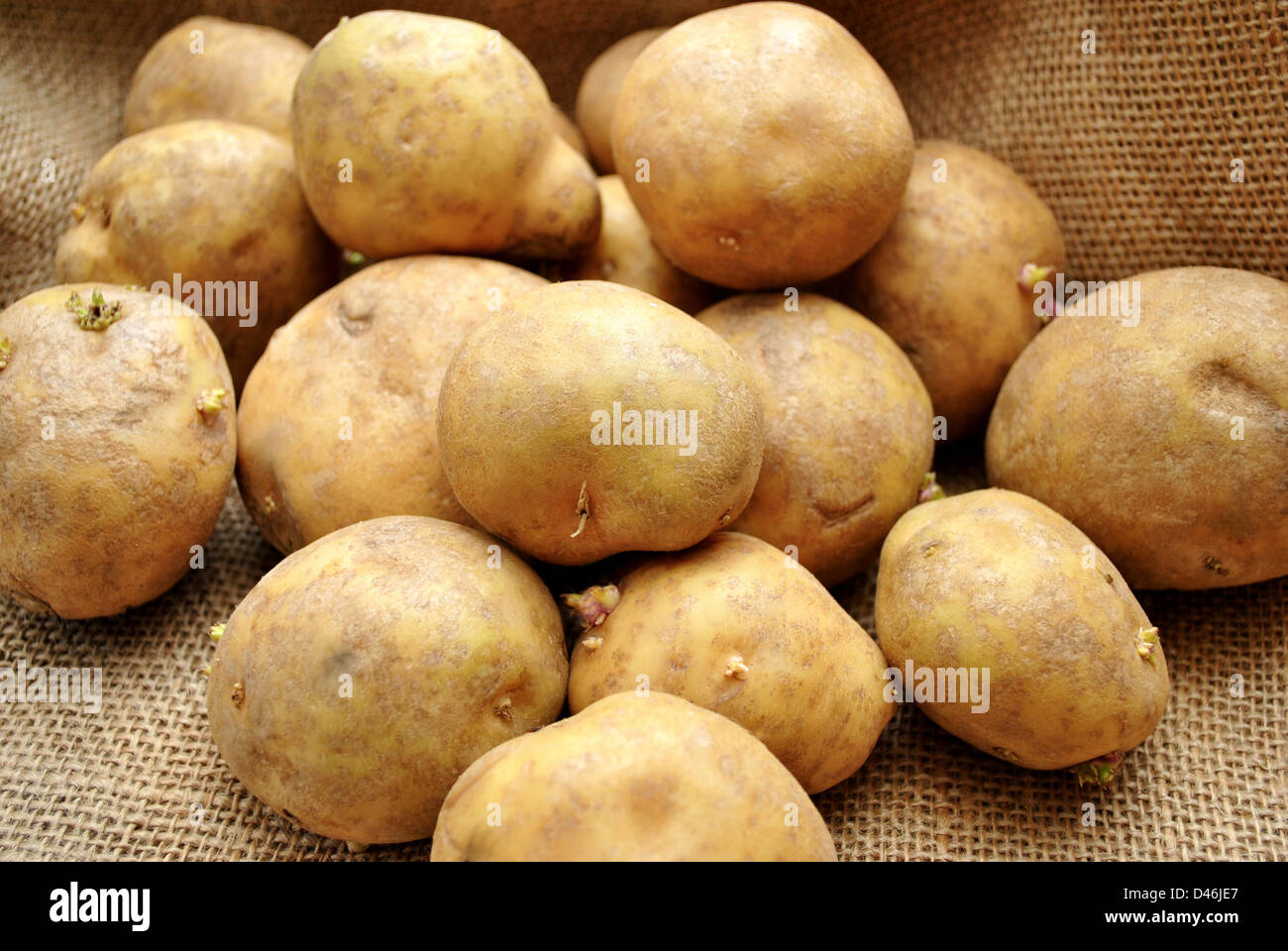 Harvest of Fresh Potatoes Stock Photo - Alamy
