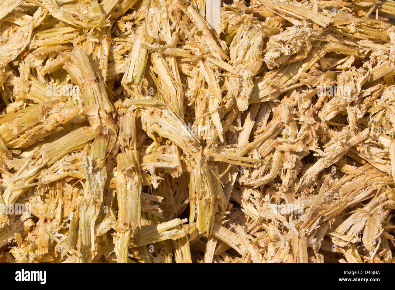 Background of Sugarcane's Trash after Being Squeezed to get Sugarcane's ...