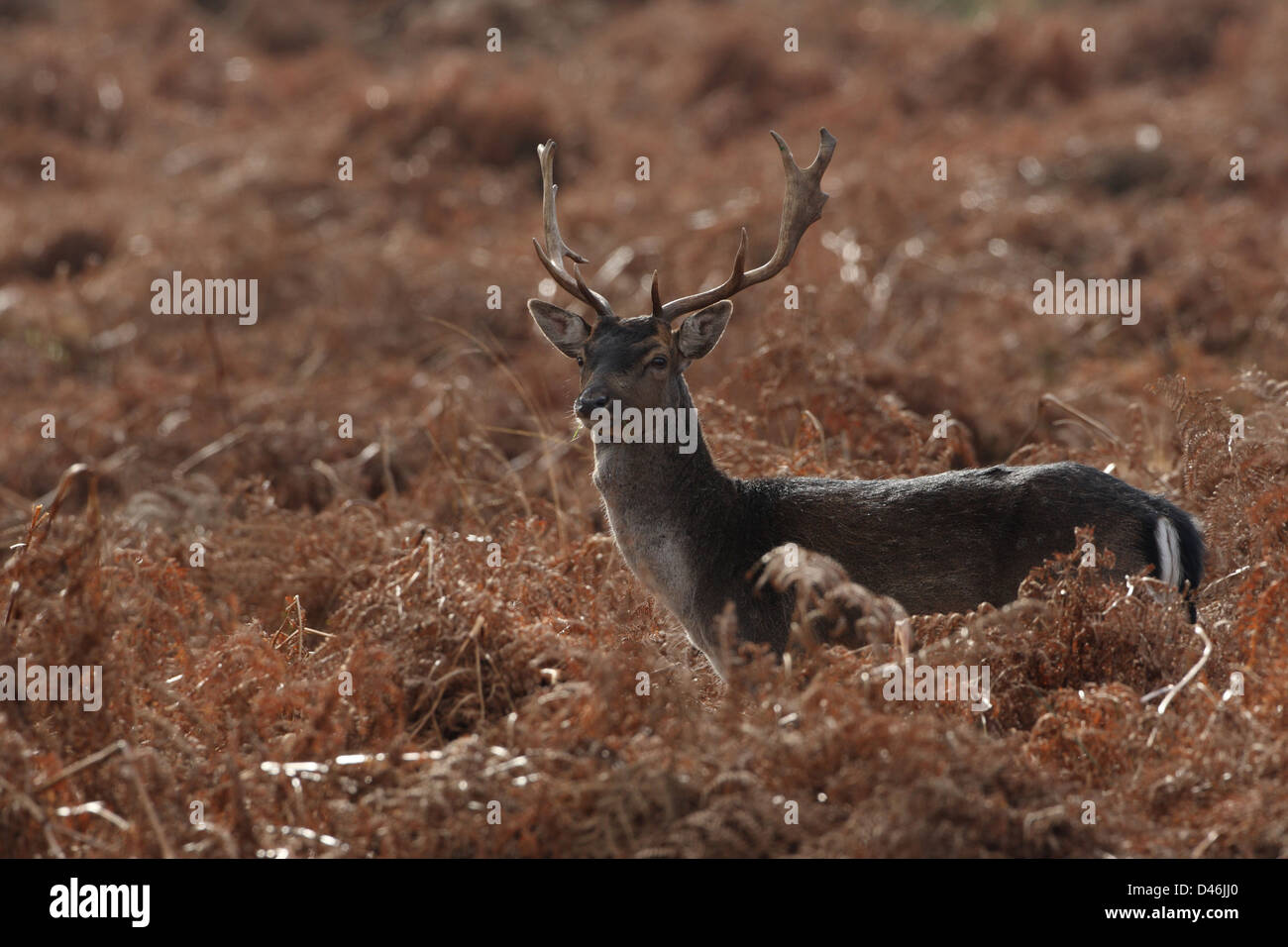 Fallow pricket hi-res stock photography and images - Alamy