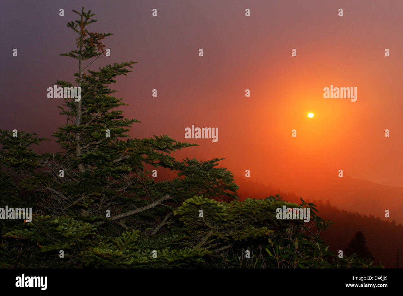 A colorful sunset and an evergreen tree Stock Photo - Alamy
