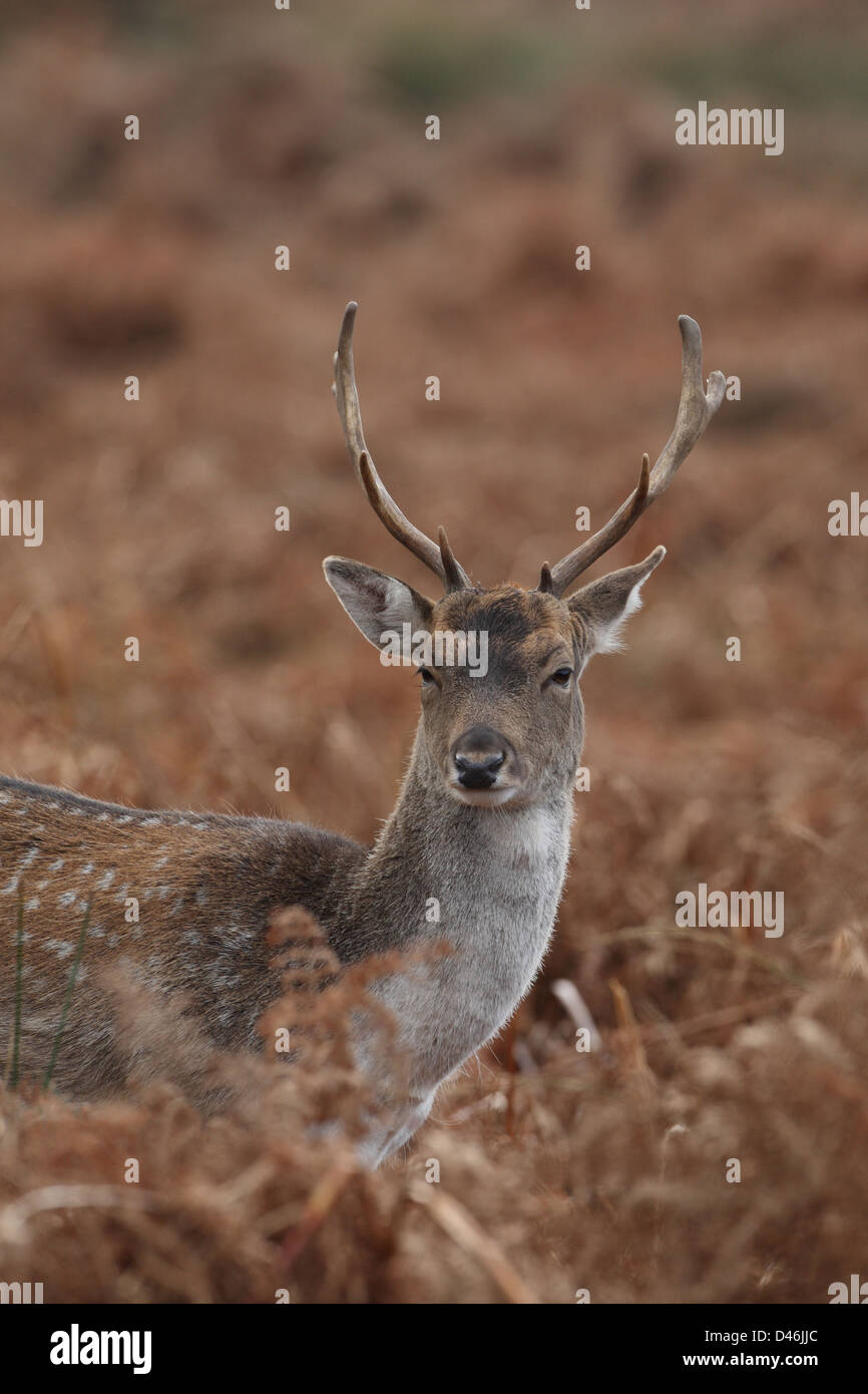Fallow deer rut new forest hi-res stock photography and images - Alamy