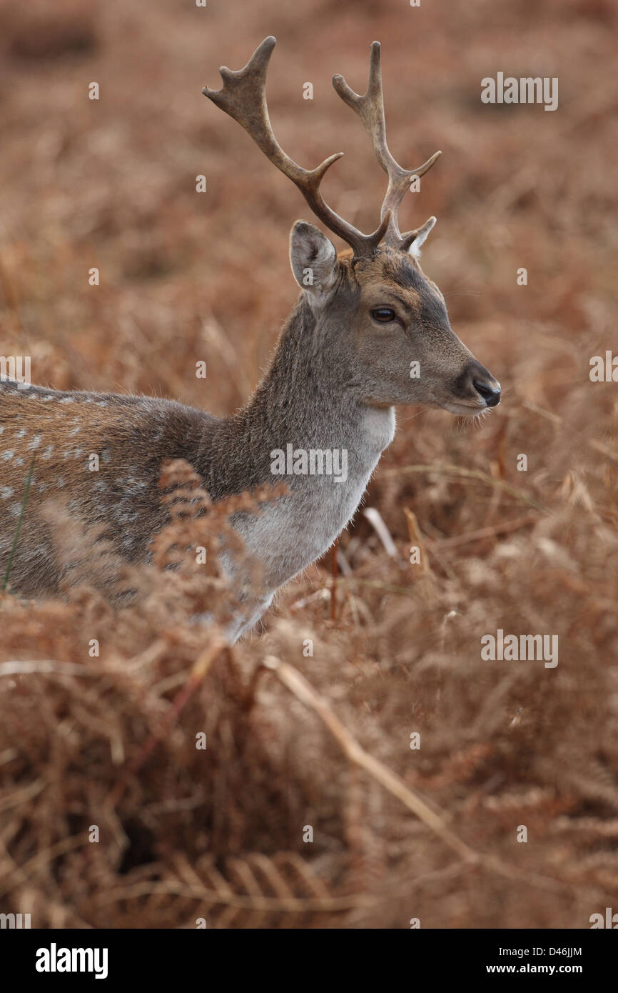 Fallow pricket hi-res stock photography and images - Alamy