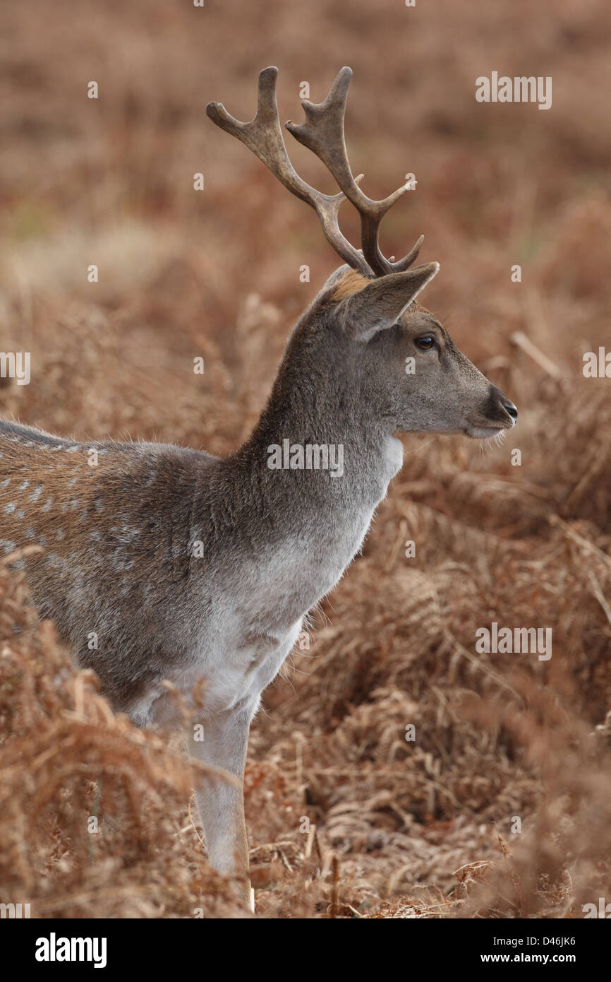 Rutting deer new forest hi-res stock photography and images - Alamy