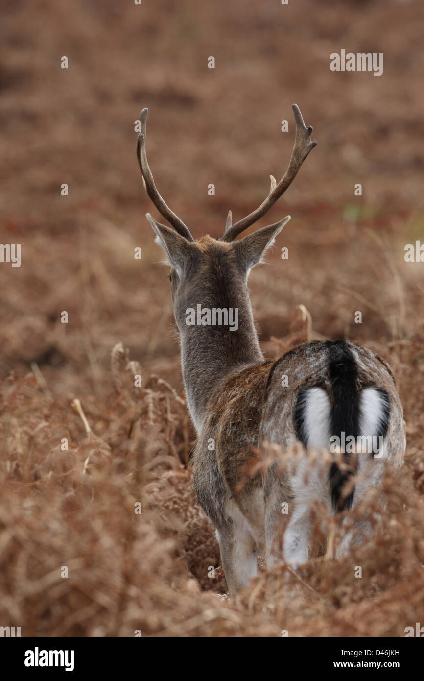 Fallow deer rut new forest hi-res stock photography and images - Alamy