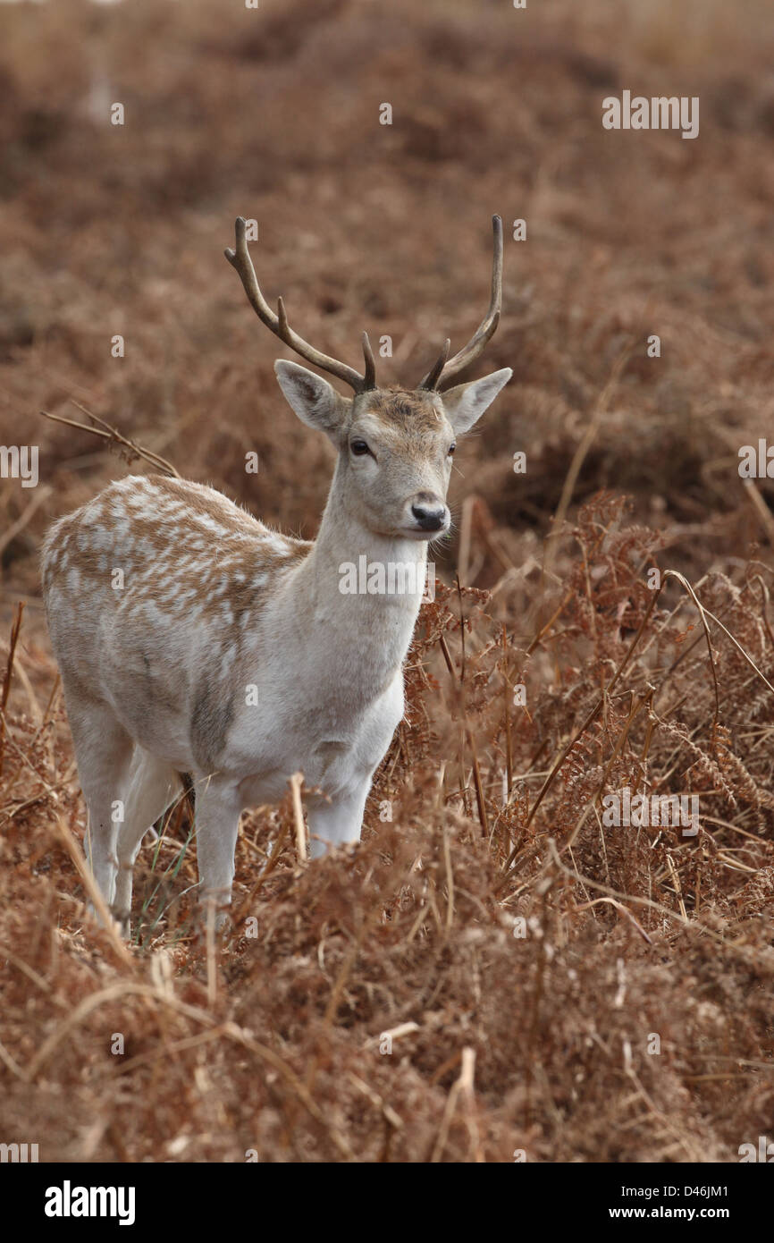 Fallow deer rut new forest hi-res stock photography and images - Alamy