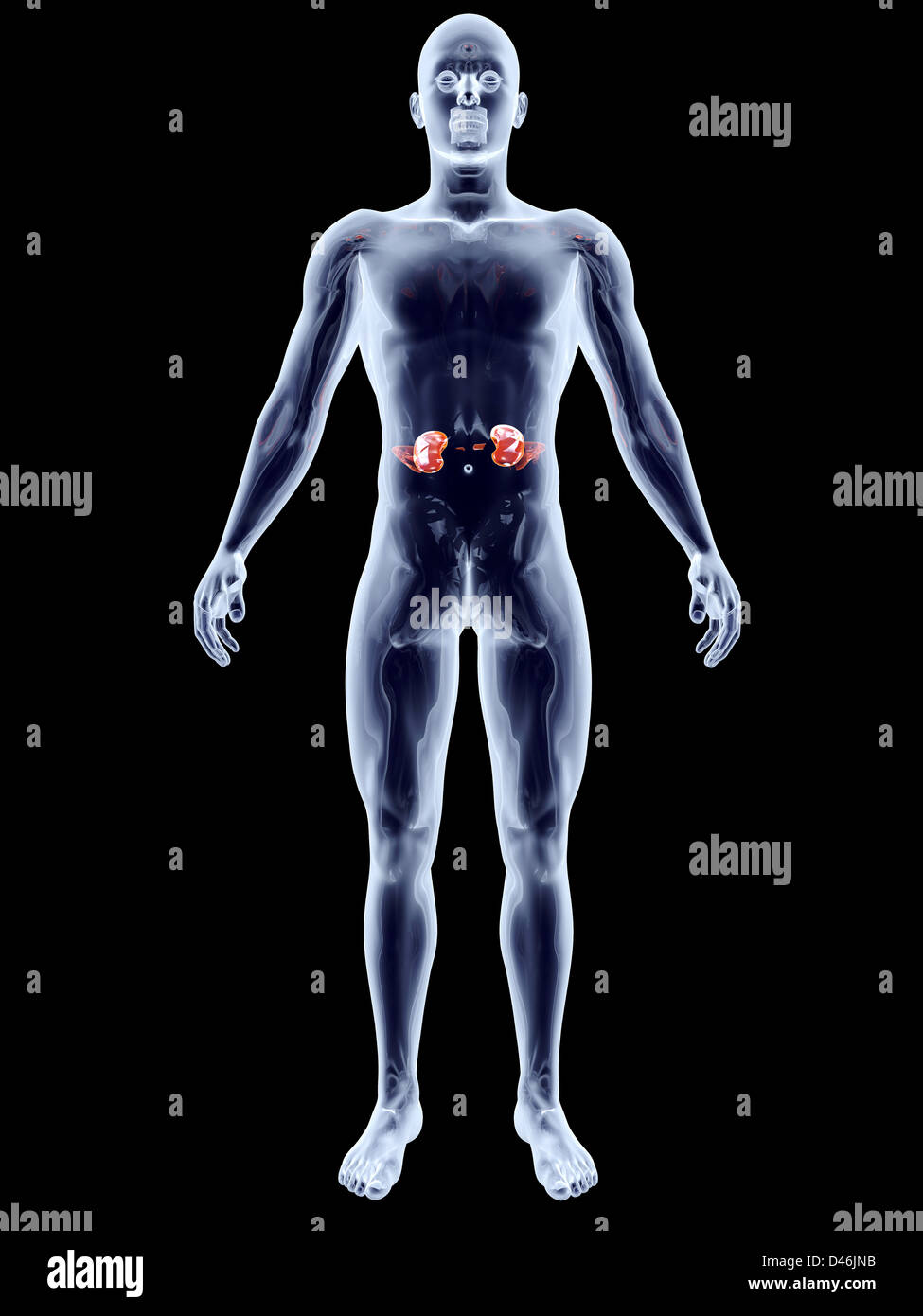 The Kidneys. 3D rendered anatomical illustration Stock Photo - Alamy