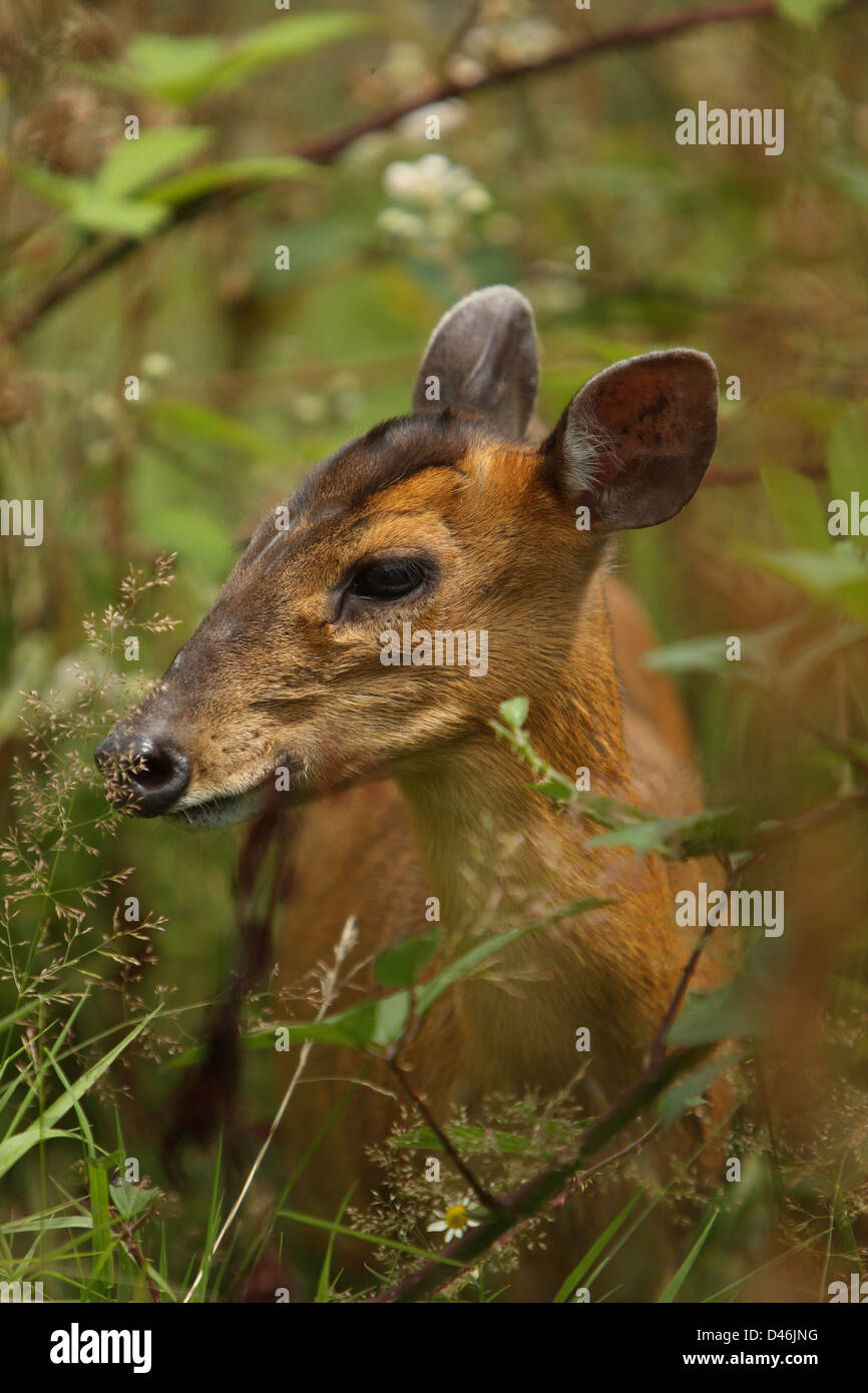 Muntjac fawn hi-res stock photography and images - Alamy