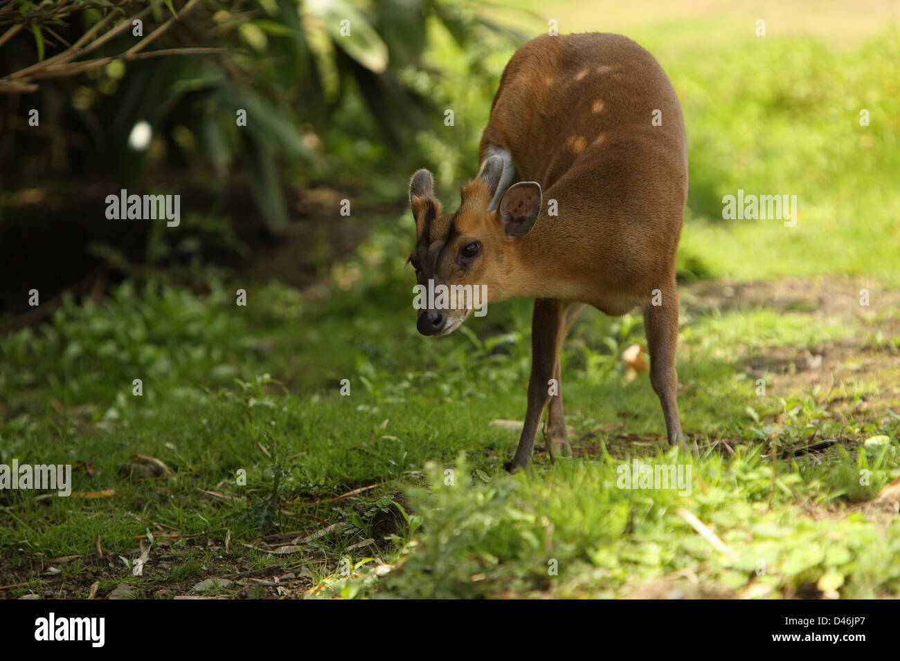 Fawn and doe muntjac deer hi-res stock photography and images - Alamy