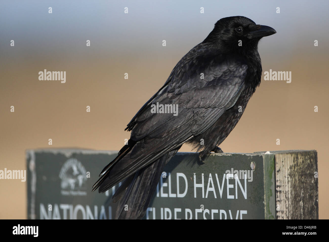 Raven chicks hi-res stock photography and images - Alamy