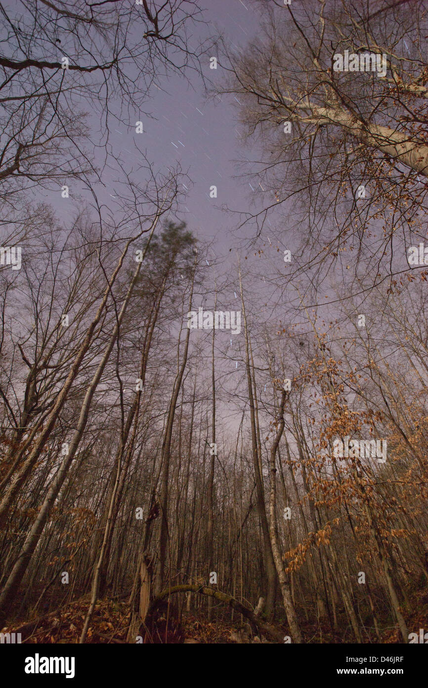 Looking Up Through Trees High Resolution Stock Photography and Images ...