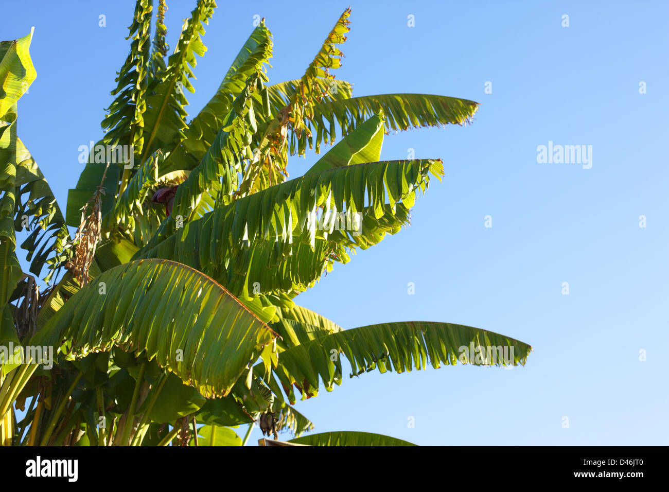 Bannana palm hi-res stock photography and images - Alamy