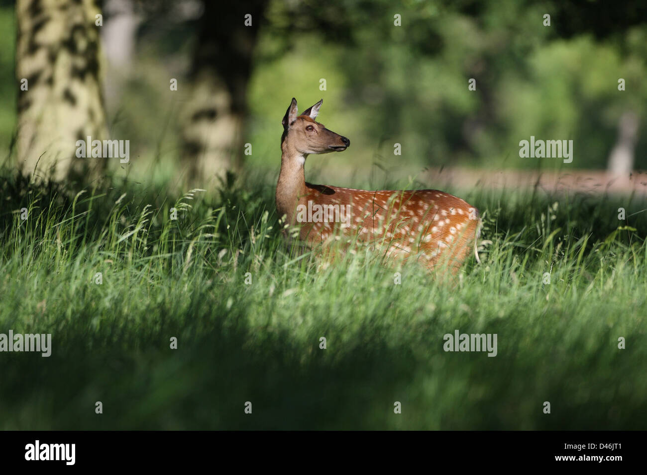 Fallow deer rut new forest hi-res stock photography and images - Alamy