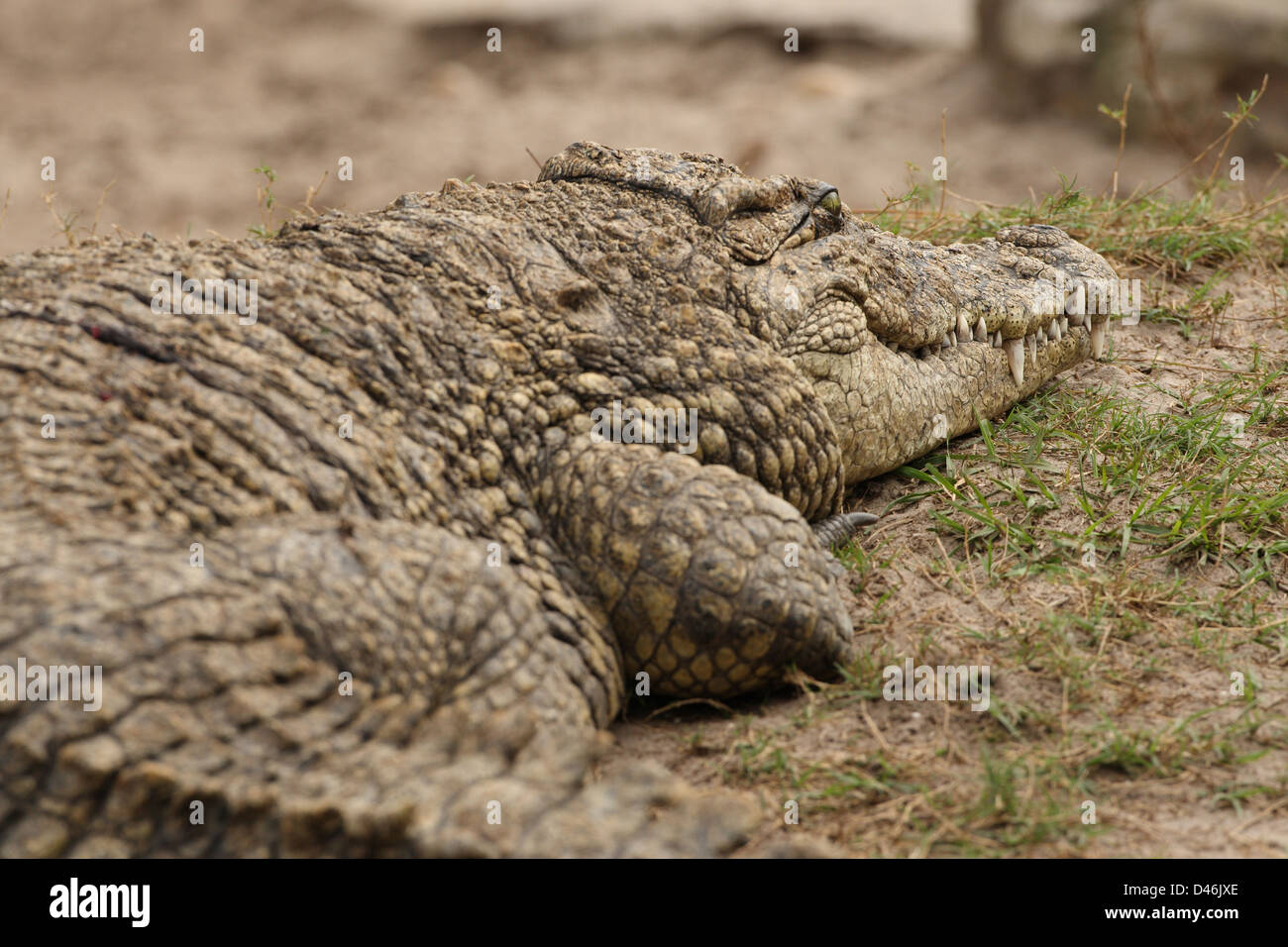 Diving with crocodiles hi-res stock photography and images - Alamy