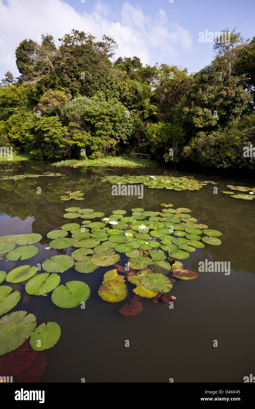 A side river to Rio Chagres (east side), Soberania national park ...
