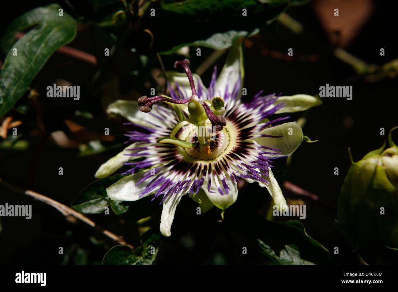 Passion fruit flower, Passiflora edulis Stock Photo - Alamy