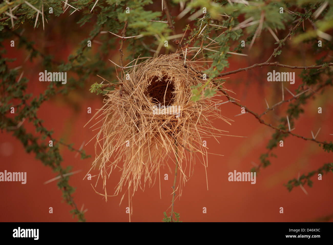 Weaver bird nest Stock Photo - Alamy