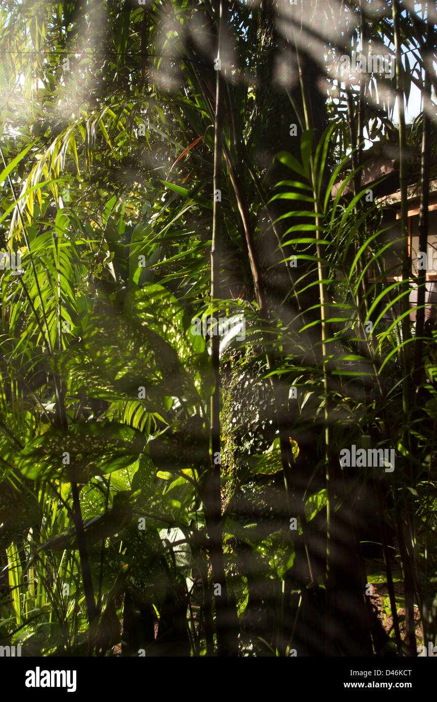 Window detail at Blancaneaux Lodge, Belize Stock Photo - Alamy