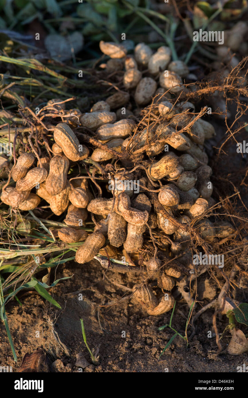 Harvested peanuts in the Indian countryside. Andhra Pradesh, India ...